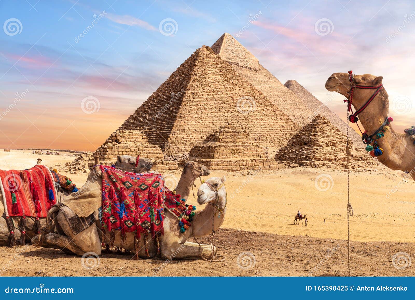 Camels And The Pyramids, Giza Desert, Egypt Royalty-Free Stock Image ...