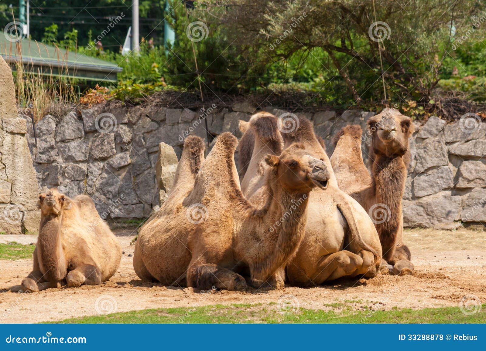 Camels stock photo. Image of care, lamb, love, arab, follow - 33288878