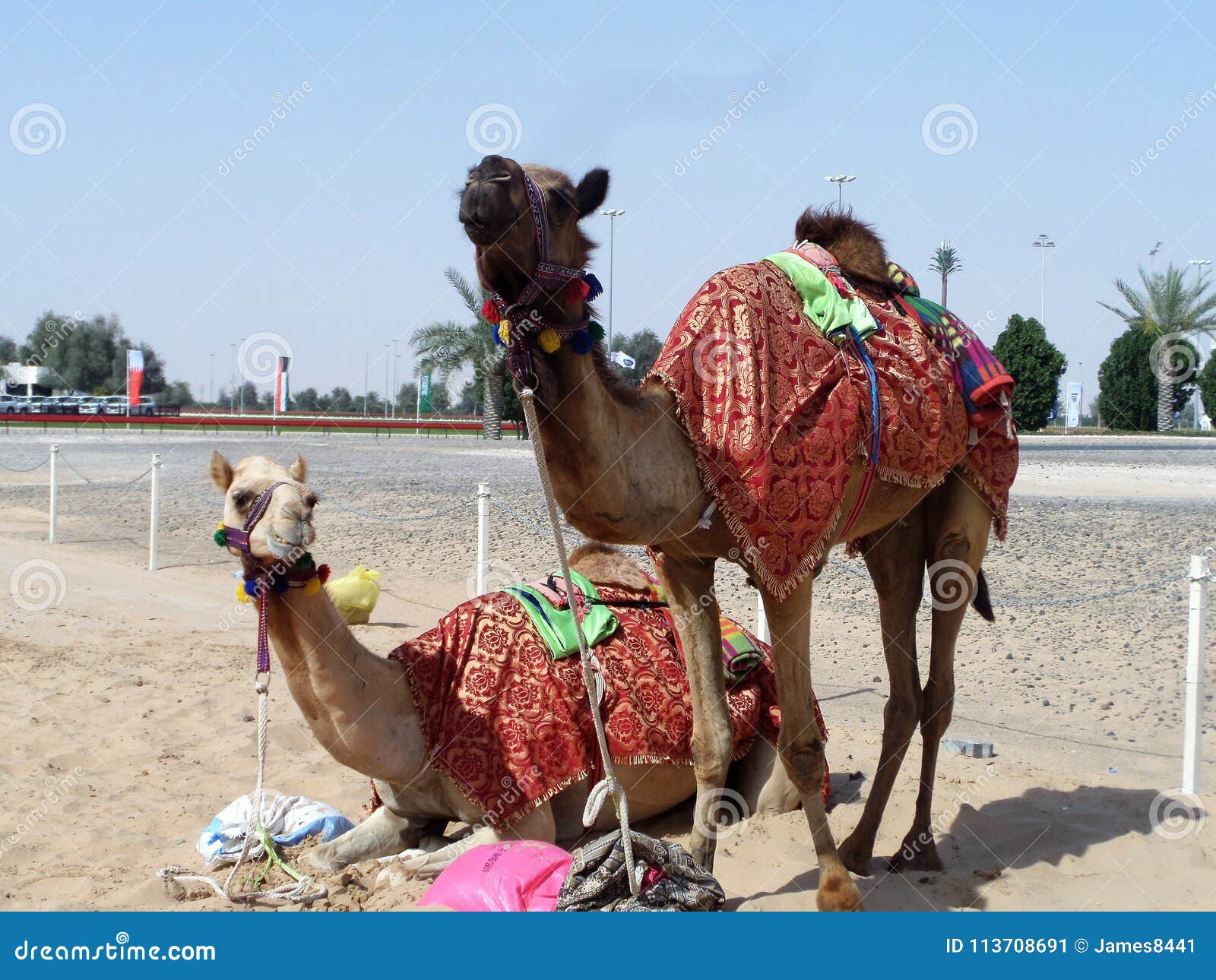Camels stock image. Image of decorative, transportation - 113708691