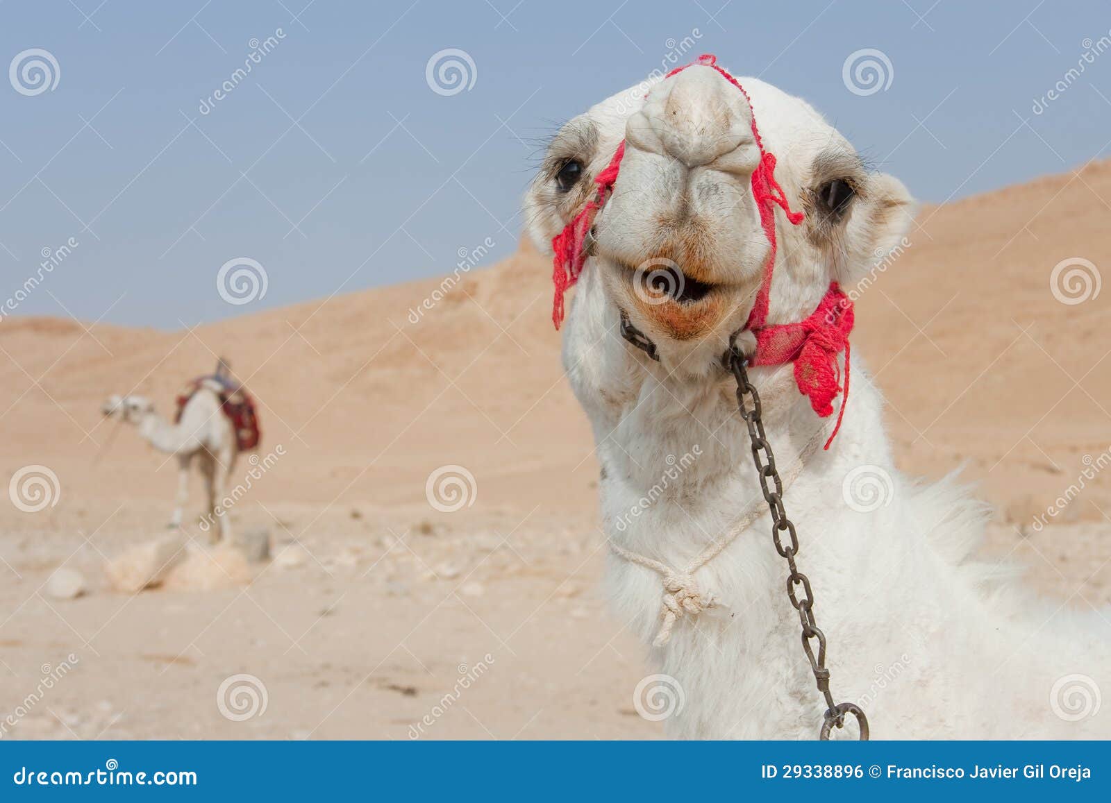 Camels in Palmira, Syria stock photo. Image of middle - 29338896