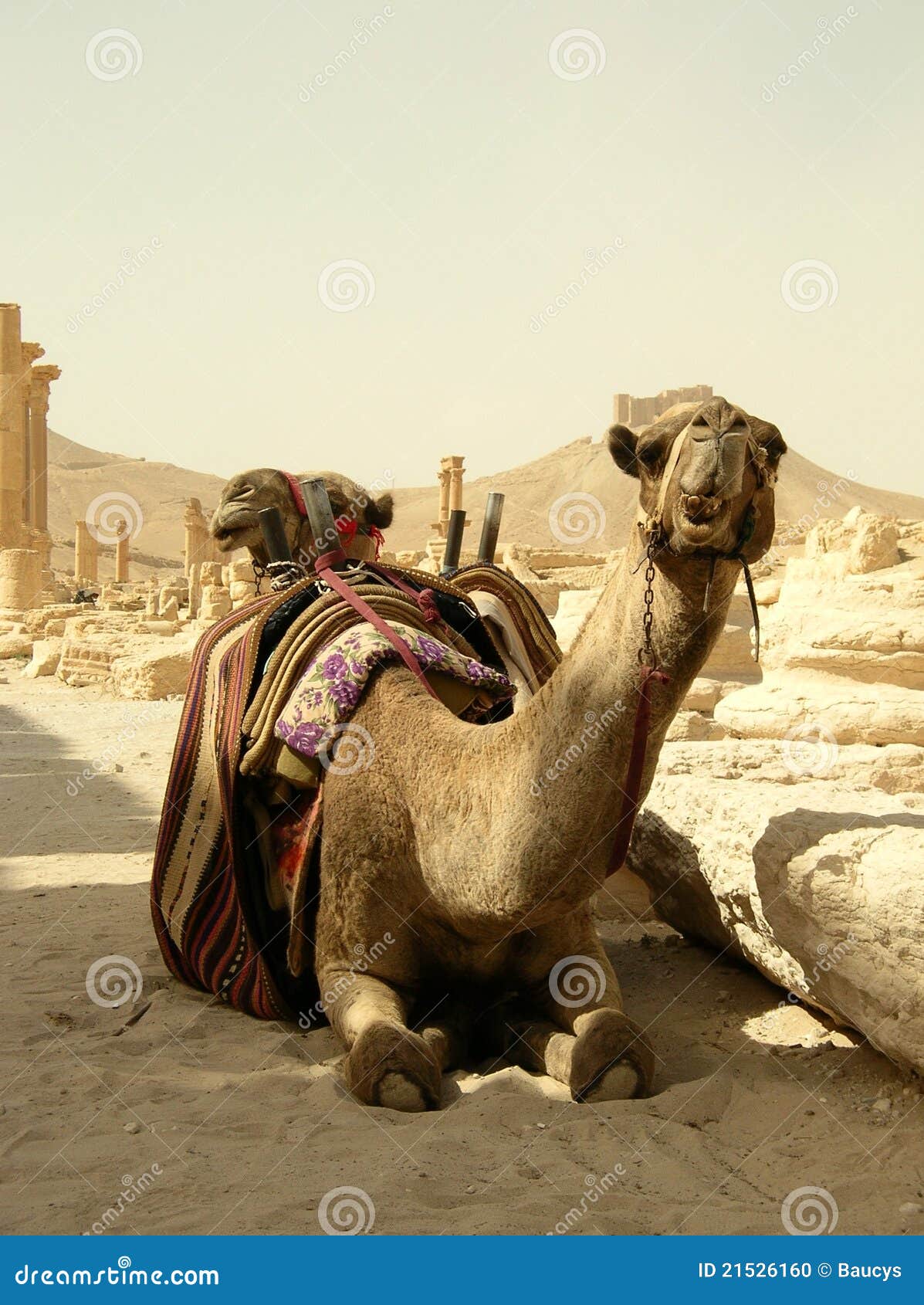 Camels in Palmyra, Syria stock photo. Image of queen - 21526160