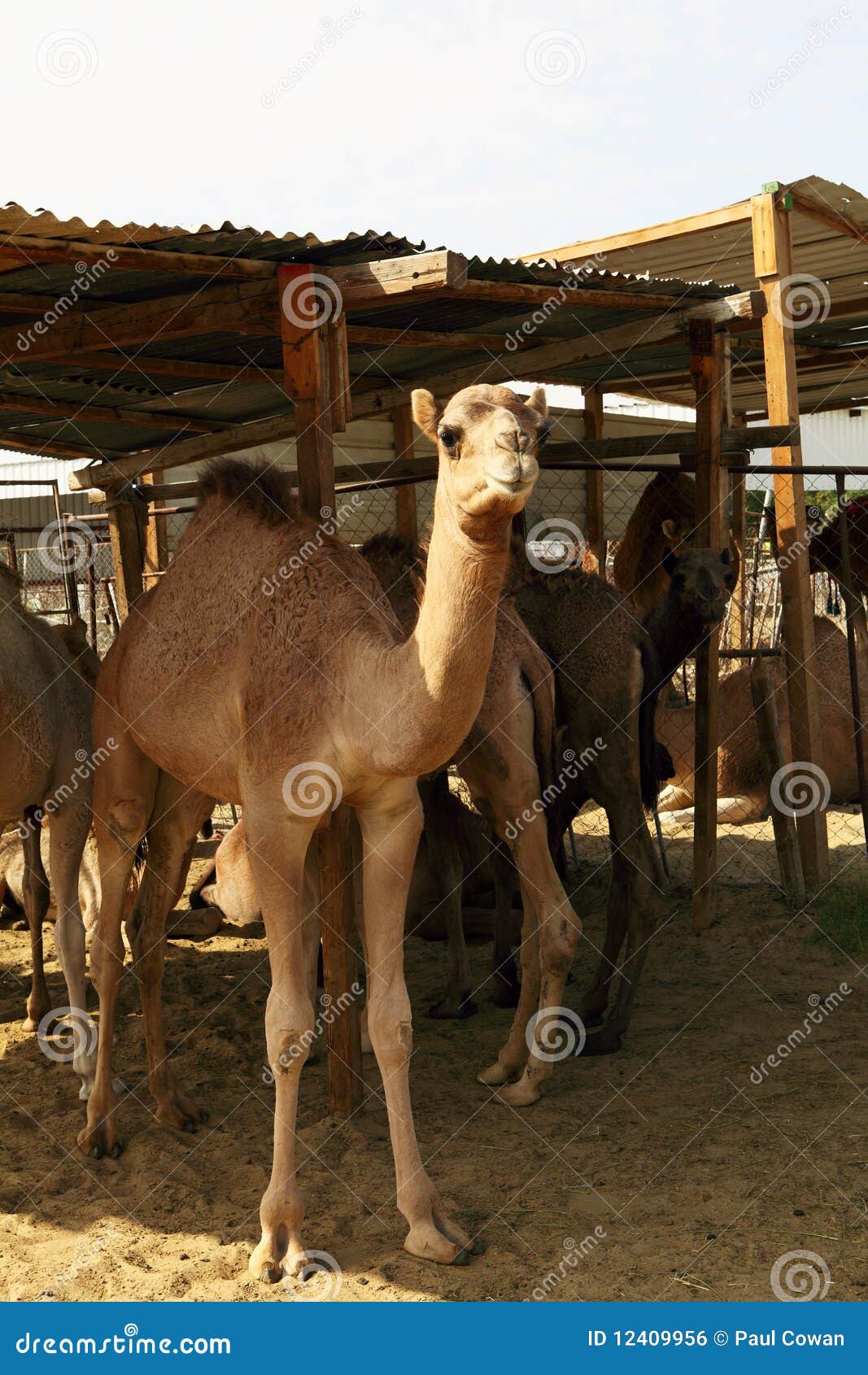 Camels in a pen in Doha stock photo. Image of qatar, enclosure - 12409956