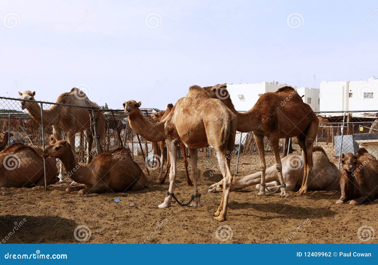 Camels in a pen in Doha stock photo. Image of qatar, camel - 12409962