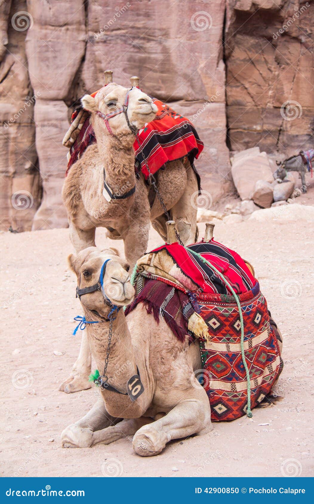 Camels in Petra Jordan stock photo. Image of jordan, closeup - 42900850