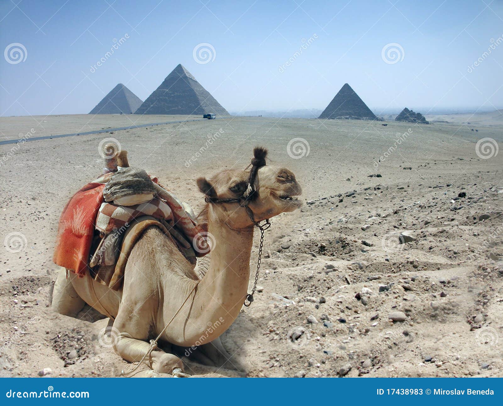 Camels and Pyramid in Egypt Stock Image - Image of egyptian ...