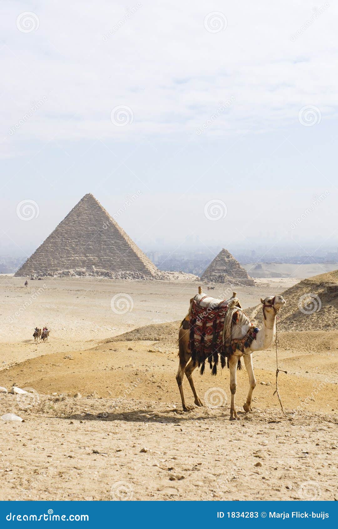 Camels and Pyramids 2 stock image. Image of view, landmark - 1834283