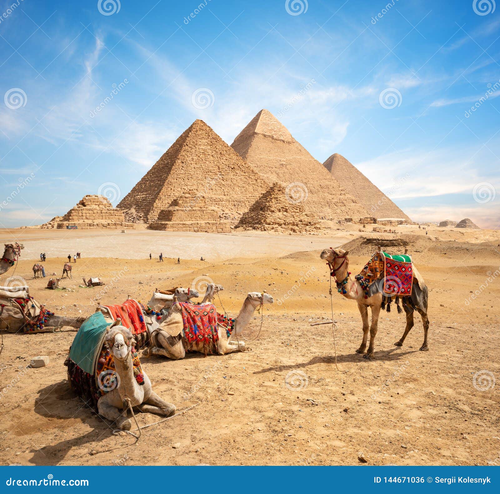 Camels and Pyramids stock photo. Image of pyramid, morning - 144671036