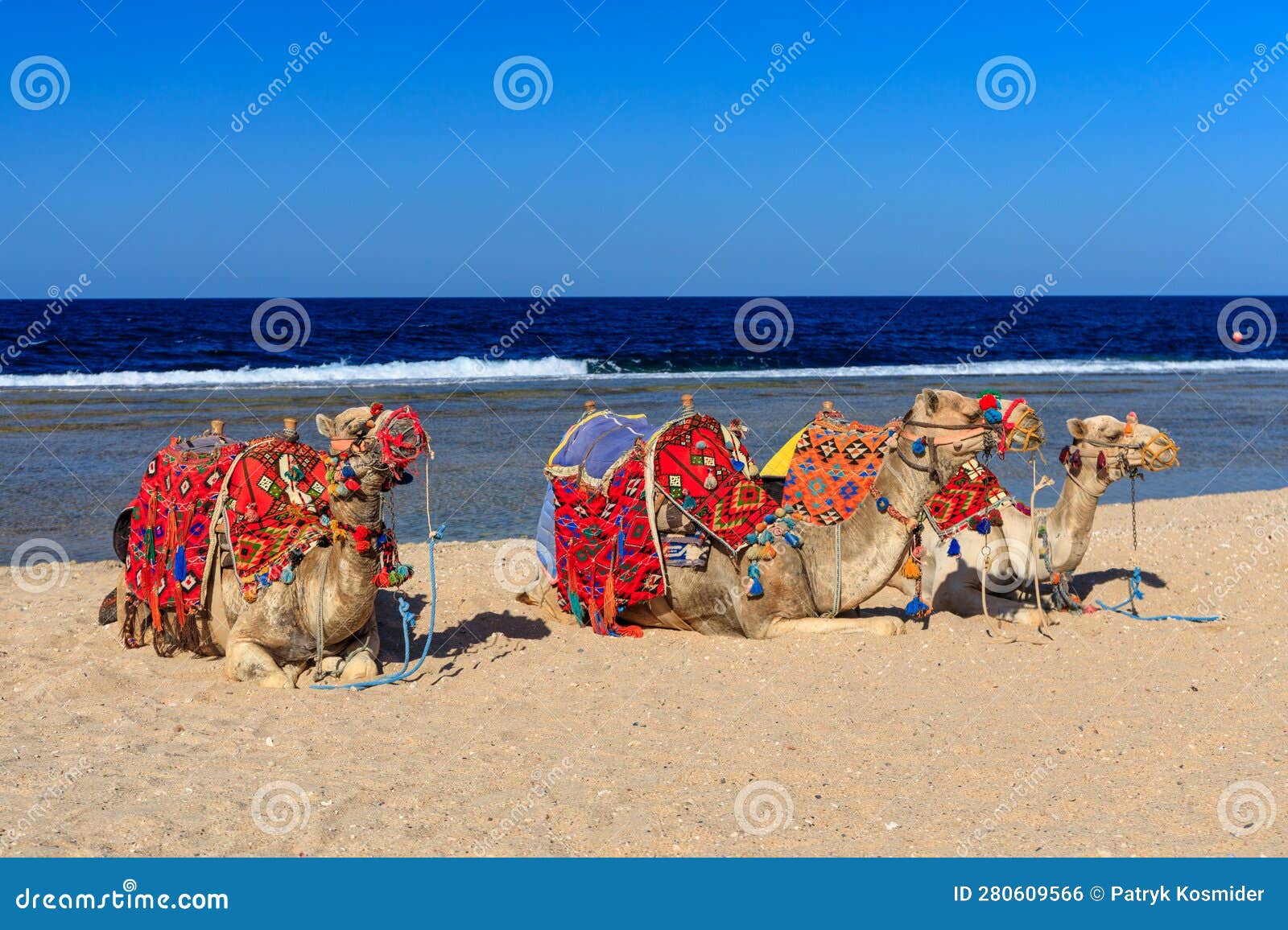 Camels on the Red Sea Beach in Marsa Alam, Egypt Stock Photo - Image of ...