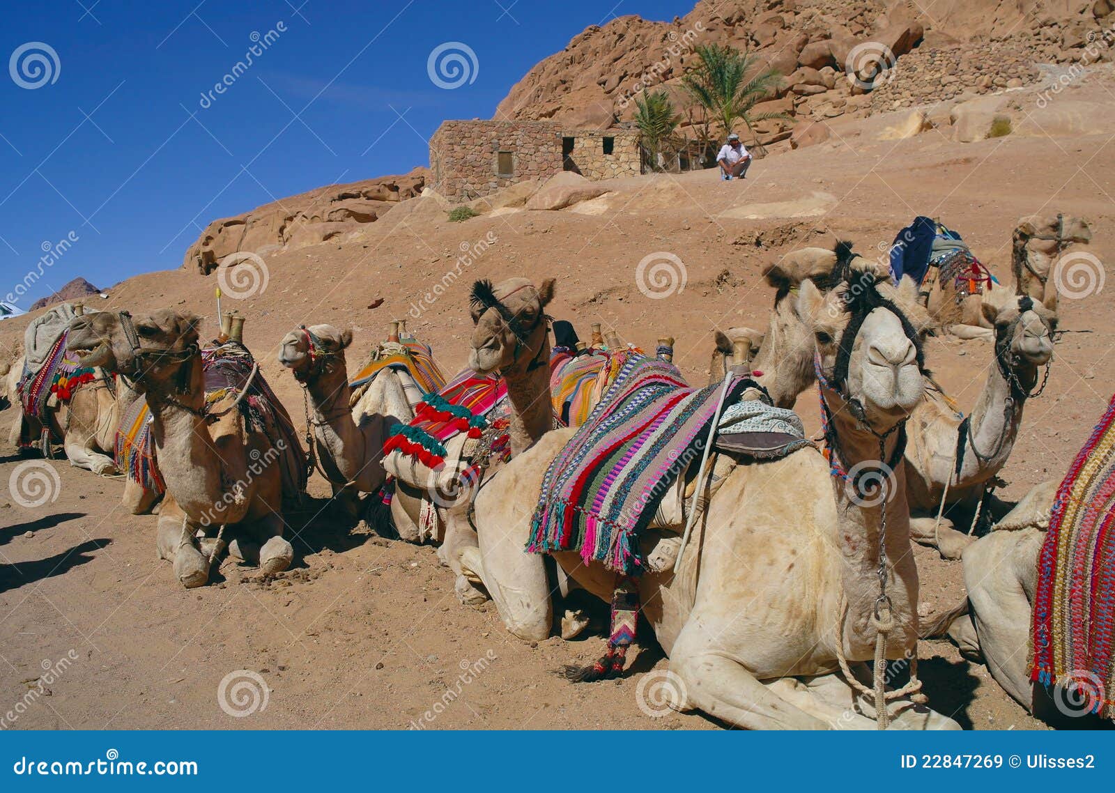 Camels on rest stock image. Image of desert, camels, arabia - 22847269