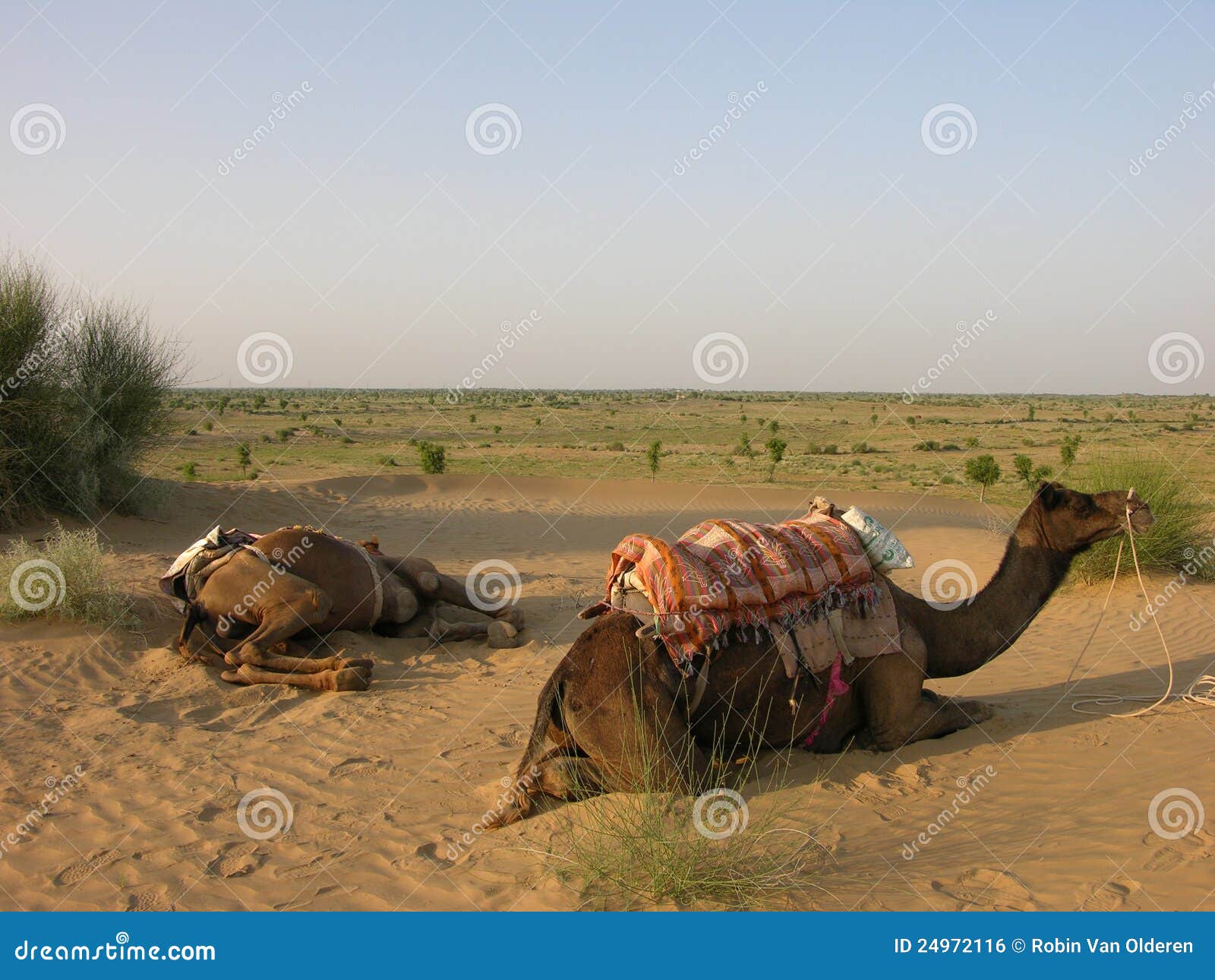 Camels resting stock photo. Image of jordan, adventure - 24972116
