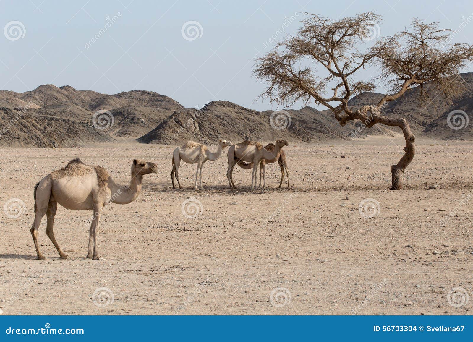 Camels Resting Under the Acacia Tree Stock Photo - Image of travel ...