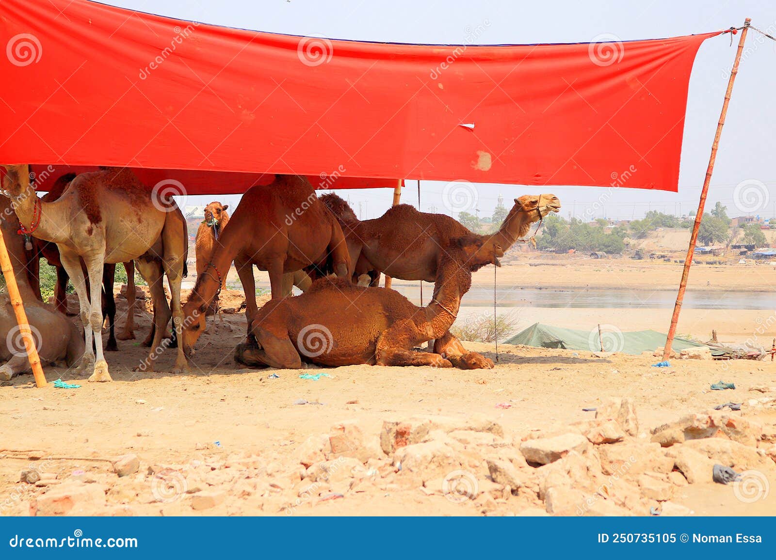 Camels on river side stock image. Image of river, streetphotography ...
