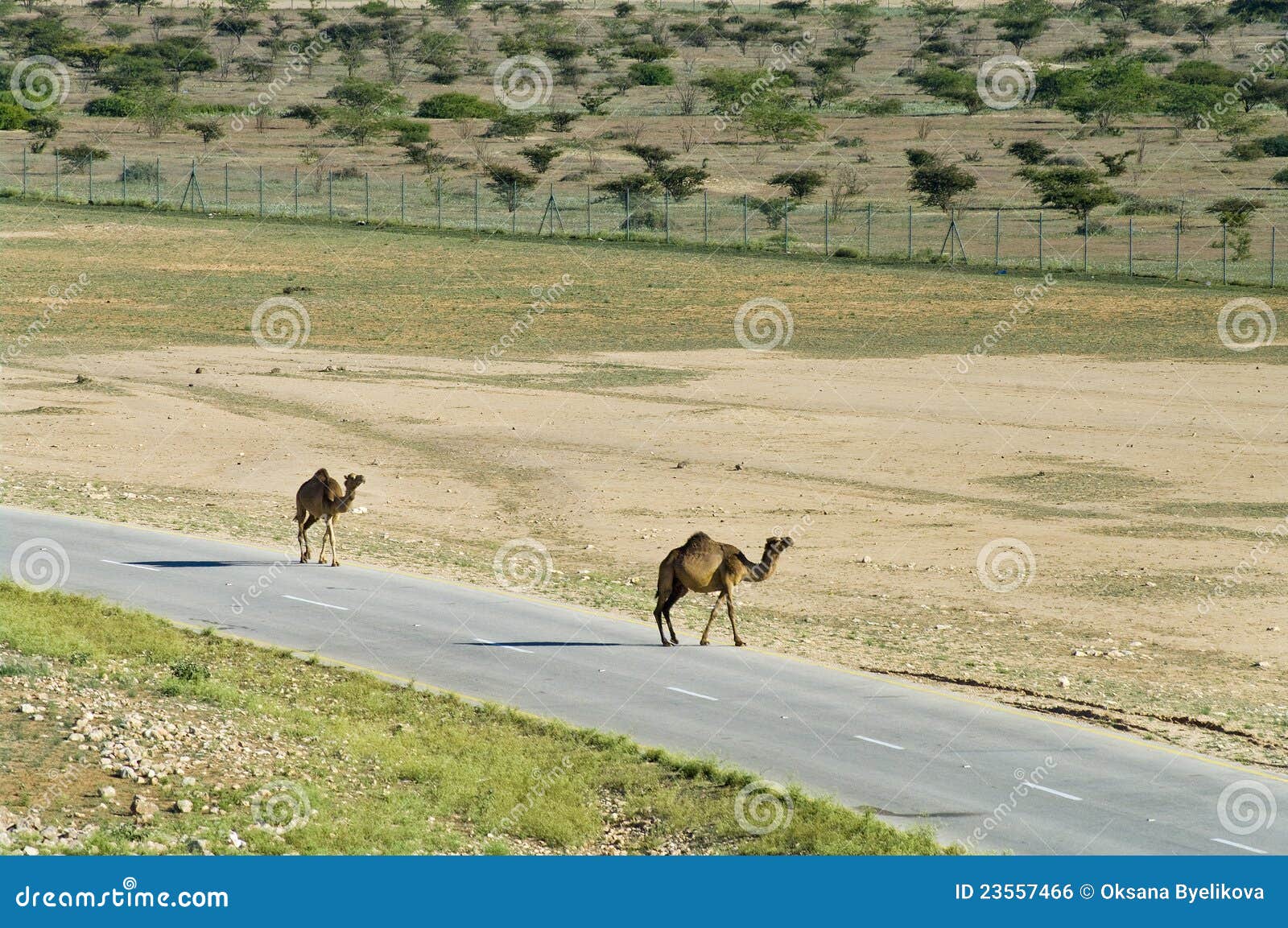 Camels on the road in Oman stock photo. Image of beast - 23557466
