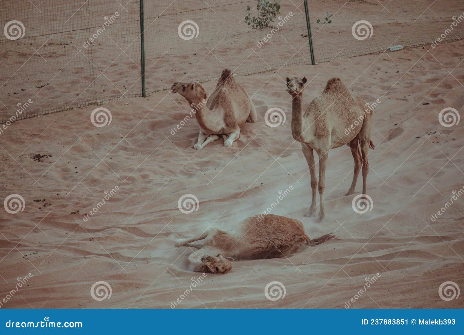 Camels on a roll! stock image. Image of carnivore, sitting - 237883851