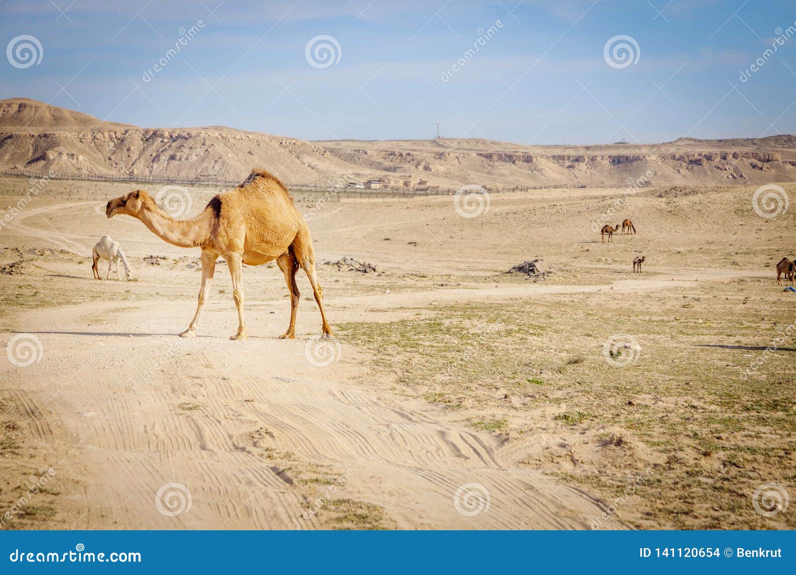 Camels in rural Kuwait stock photo. Image of animal - 141120654