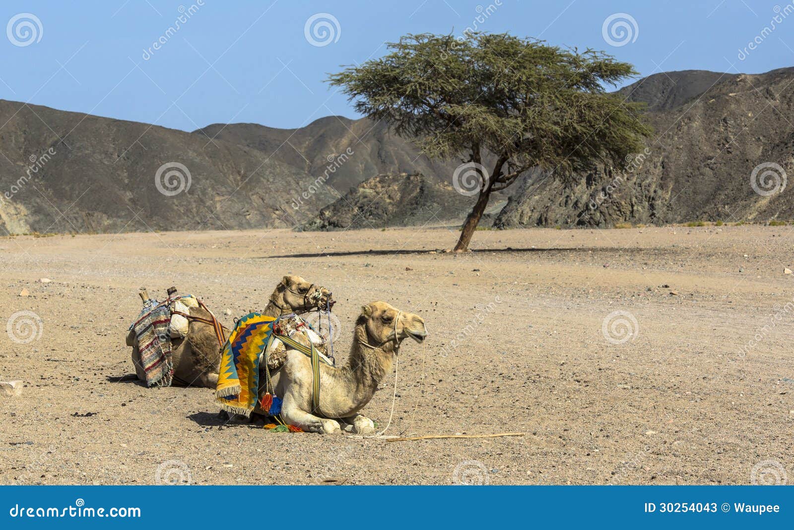 Camel stock image. Image of sahara, nahaufnahme, dafrac14 - 30254043