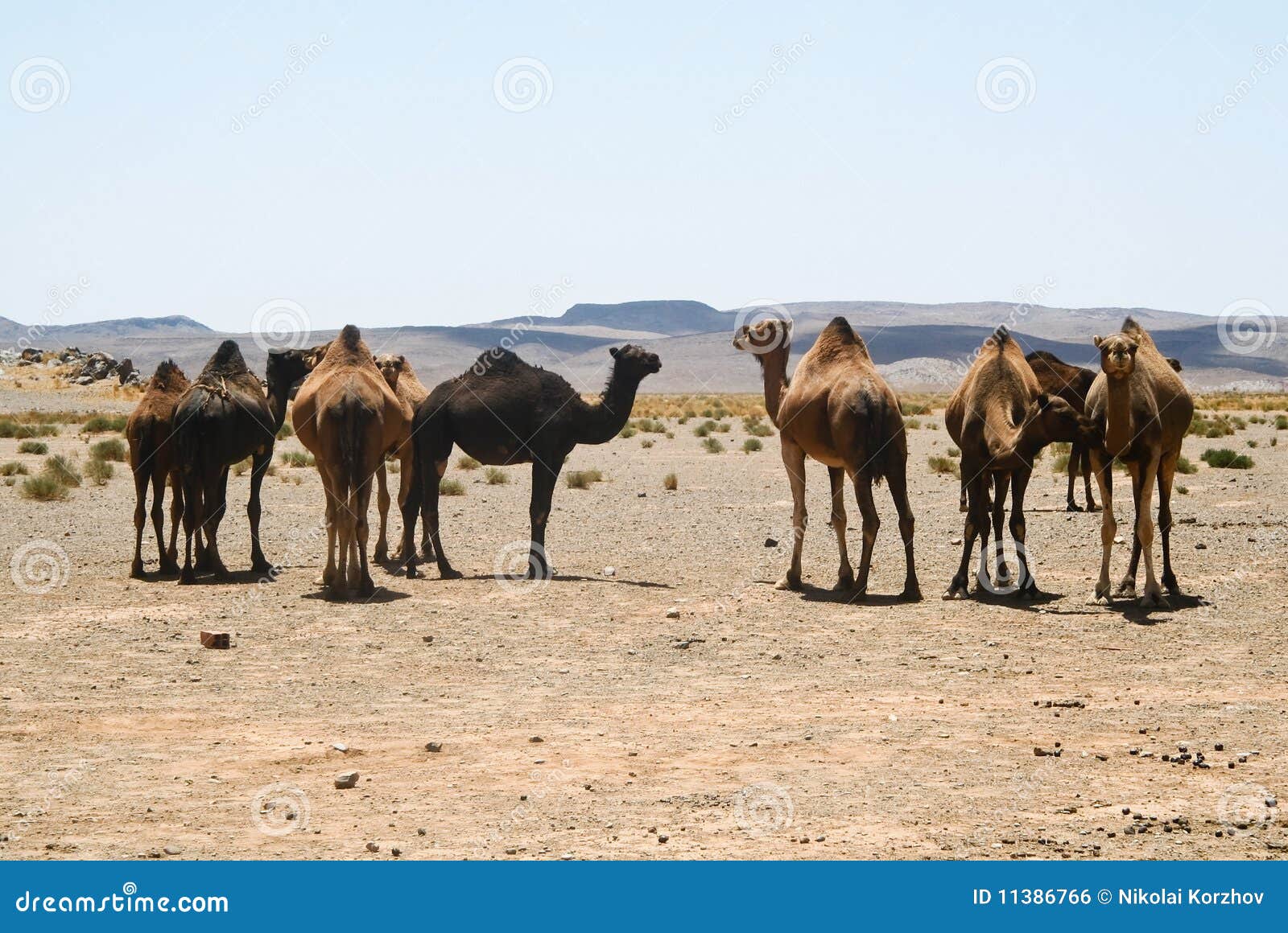 Camels in Sahara in Morocco Stock Photo - Image of journey, morocco ...