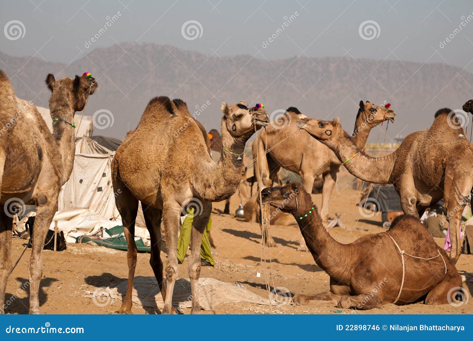 Camels for sale stock photo. Image of asian, decoration - 22898746