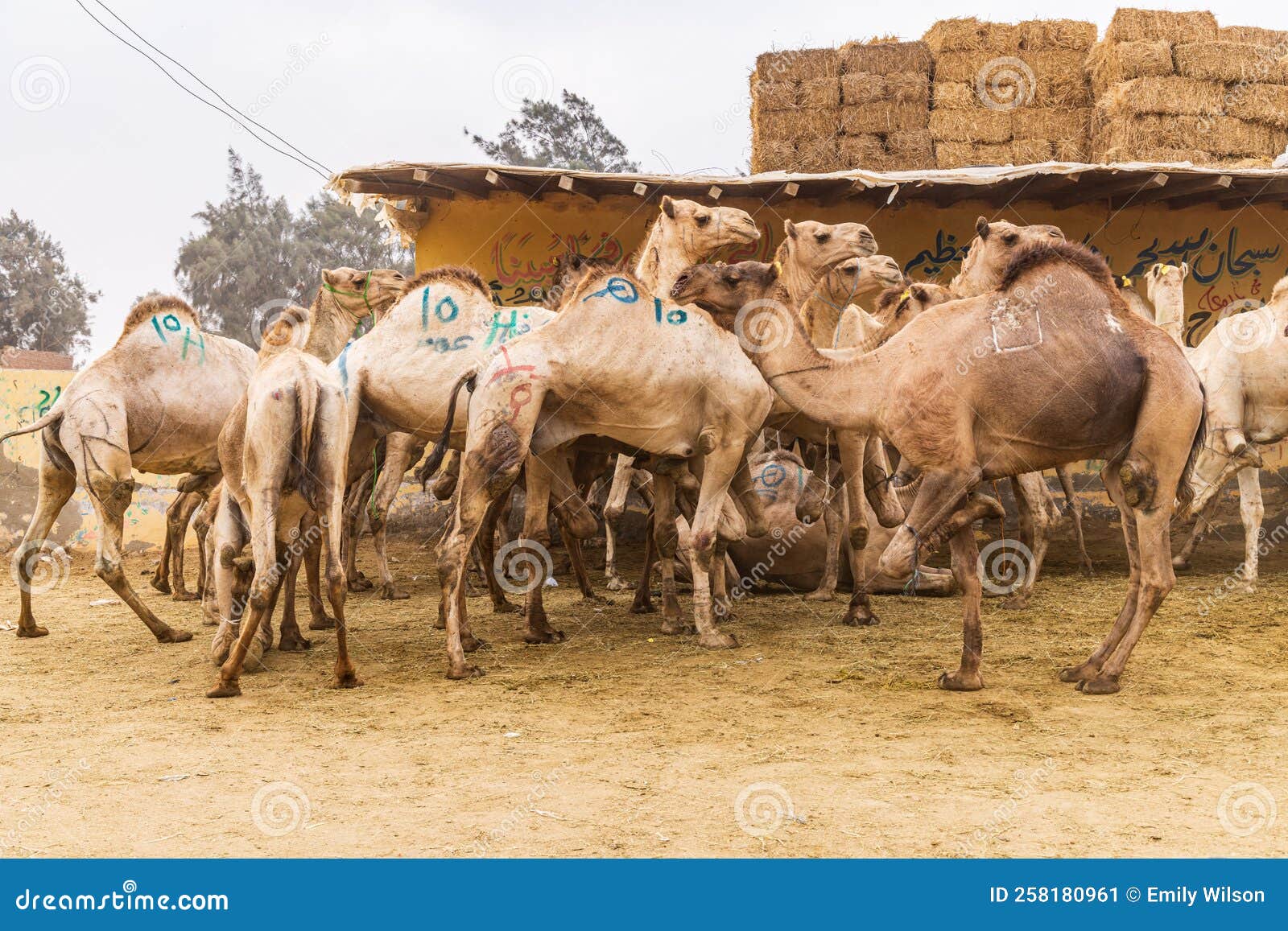 Camels for Sale at the Birqash Camel Market Outside Cairo Editorial ... Camels for Sale at the Birqash Camel Market Outside Cairo Editorial ...