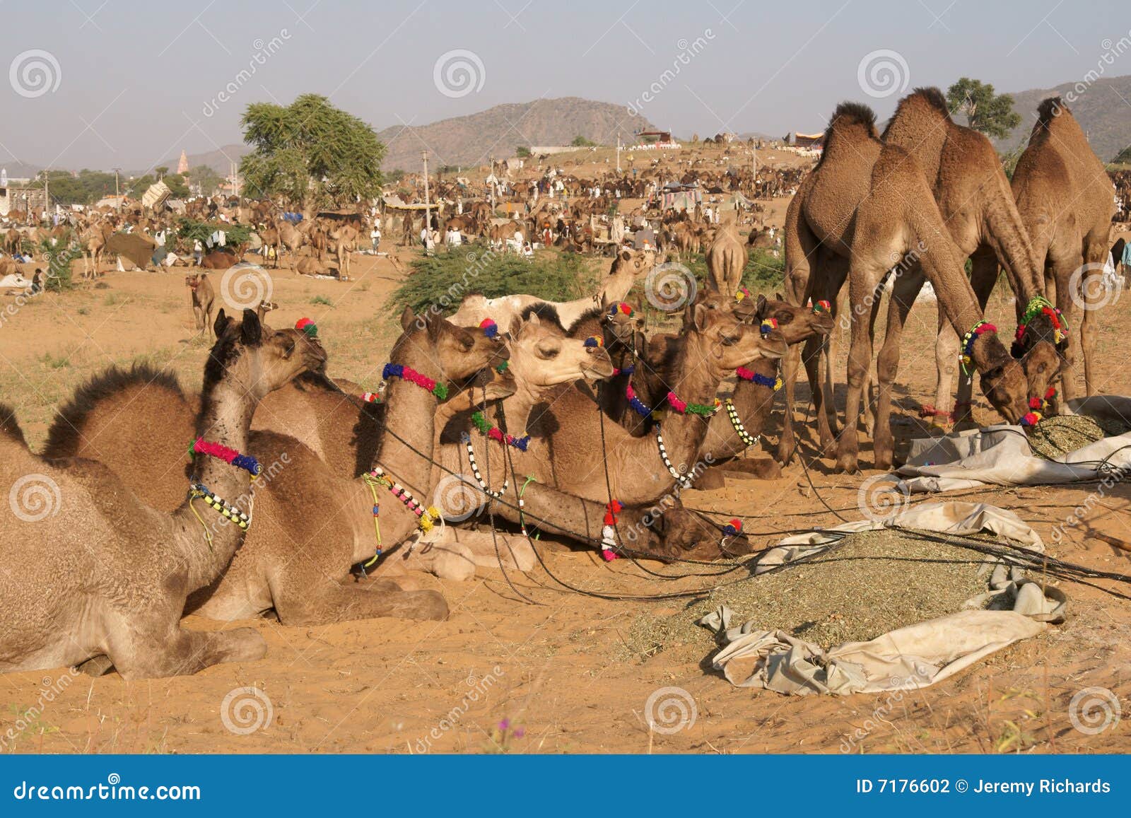 Camels for Sale at the Pushkar Fair Stock Photo - Image of animal ...