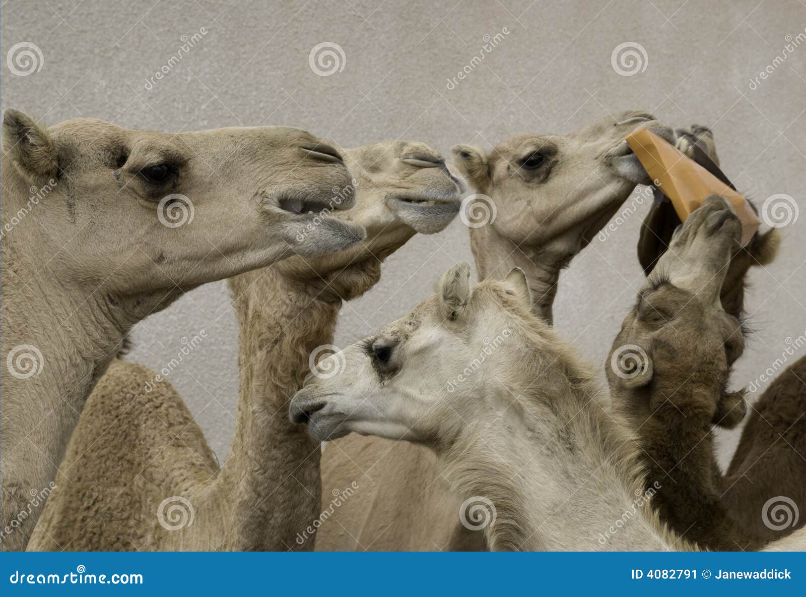 Camels Share a Meal stock image. Image of camels, arabian - 4082791