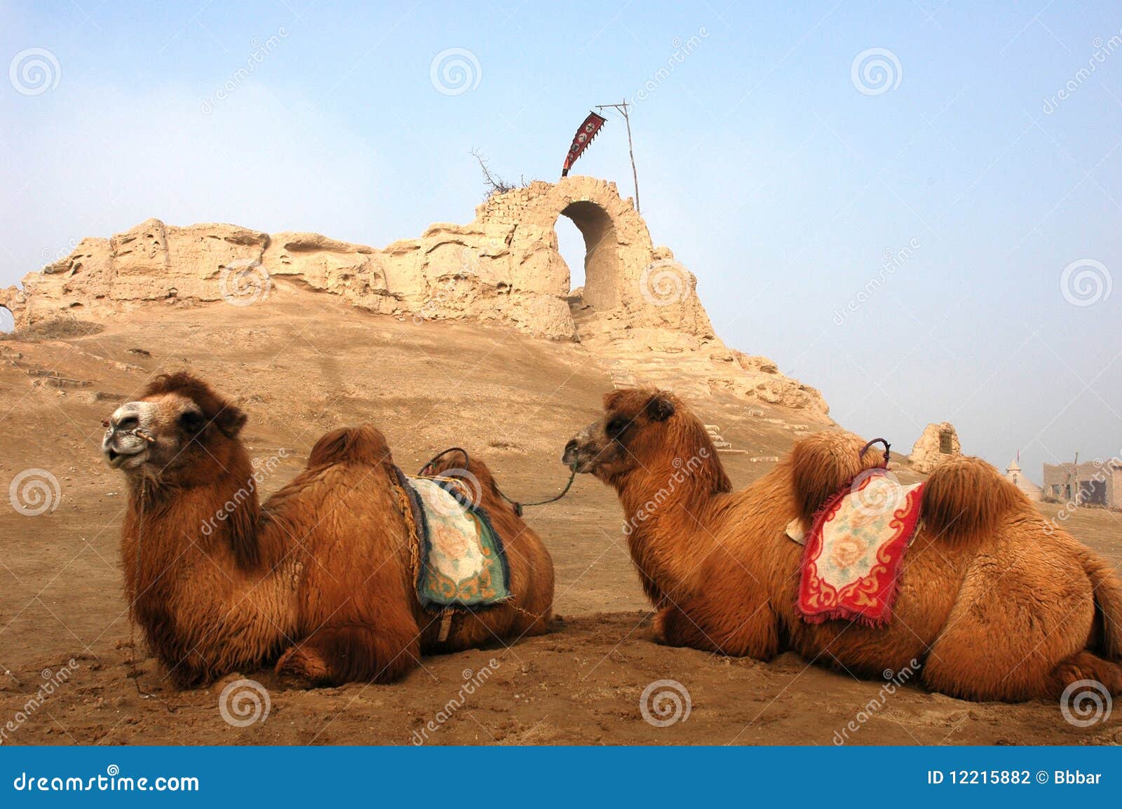 Camels sitting at a castle stock photo. Image of farm - 12215882
