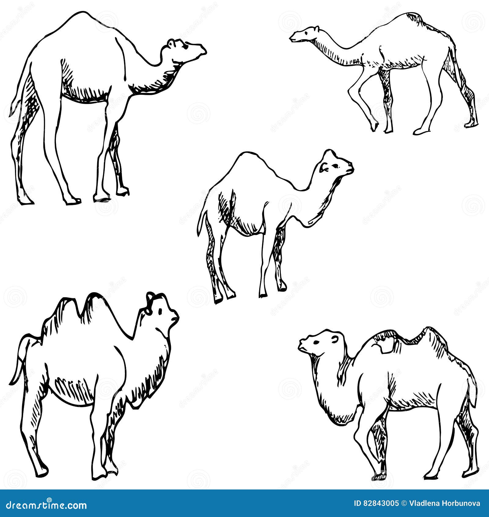 Camels. a sketch by hand stock vector. Illustration of hand - 82843005