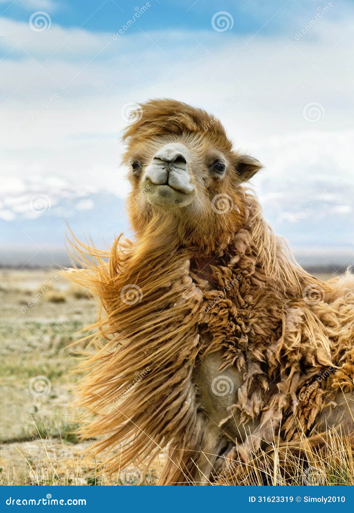 Camels smile stock image. Image of pretty, outdoors, looking - 31623319