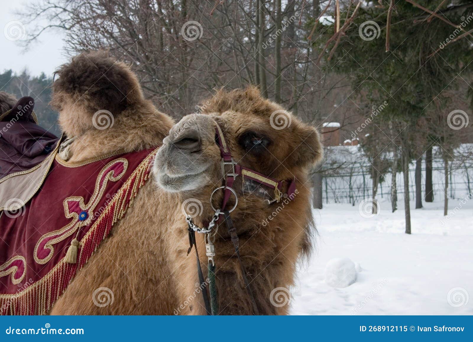 Camels in the Snow in the Park. Bactrian Camel Stock Image - Image of ...