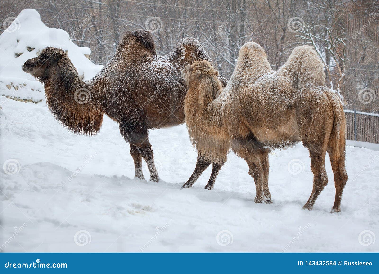 Camels on the snow stock photo. Image of snow, nature - 143432584