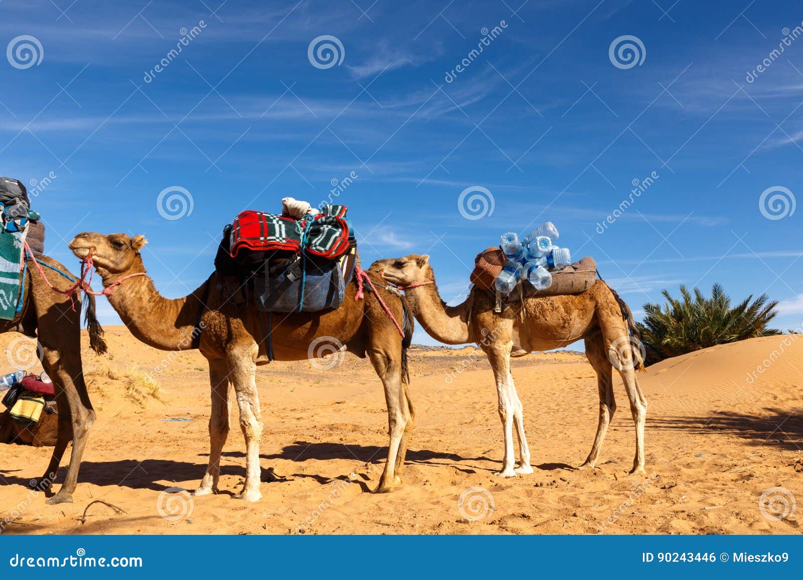 Camels Stand with a Load, the Sahara Desert Stock Photo - Image of ...