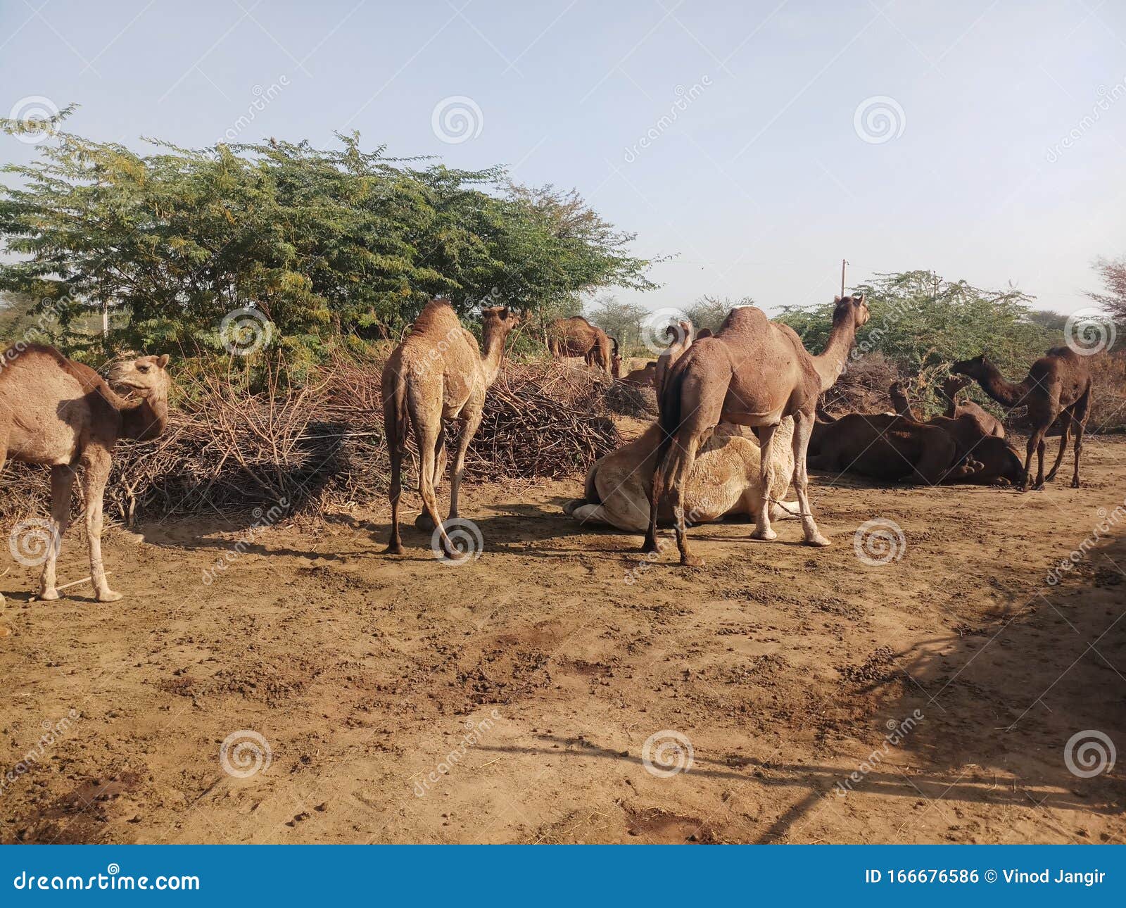 Camels in the State of Rajasthan India Stock Photo - Image of ...