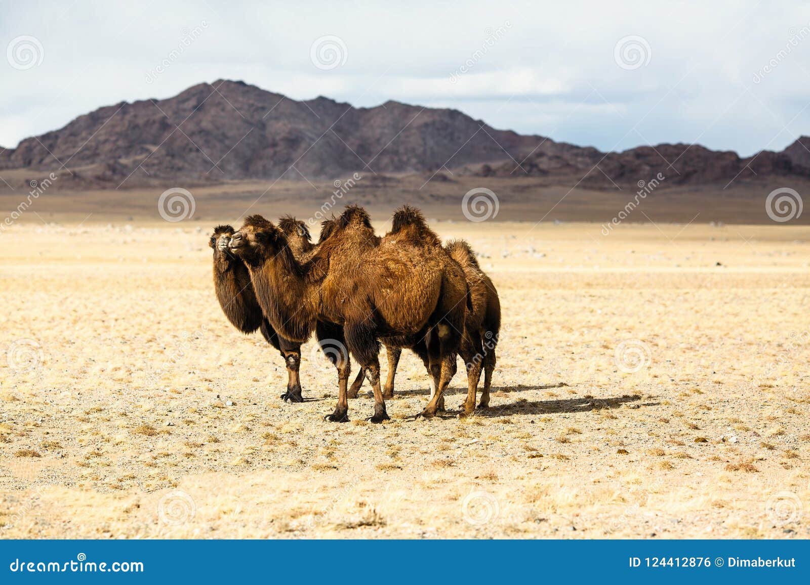 Camels in the Steppes of Mongolia. Nature. Stock Photo - Image of ...