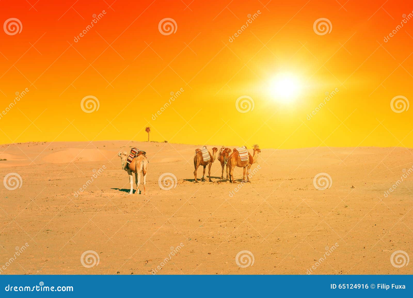 Camels at Sunset stock photo. Image of orange, arabic - 65124916