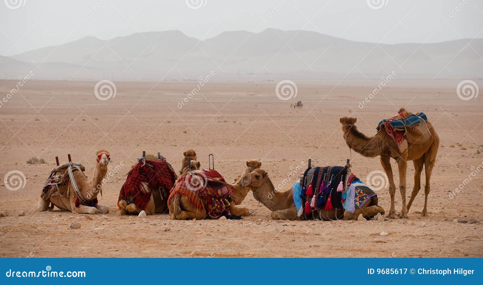 Camels in the Syrian Desert Stock Image - Image of syria, arabian: 9685617