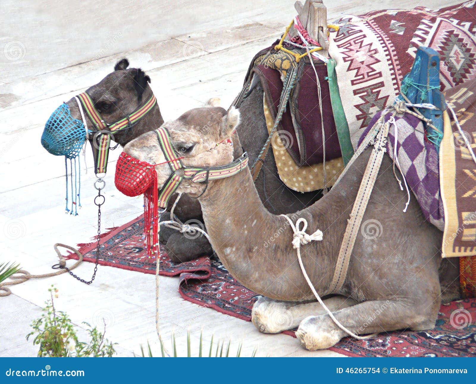Camels stock photo. Image of muzzle, turkish, carpet - 46265754