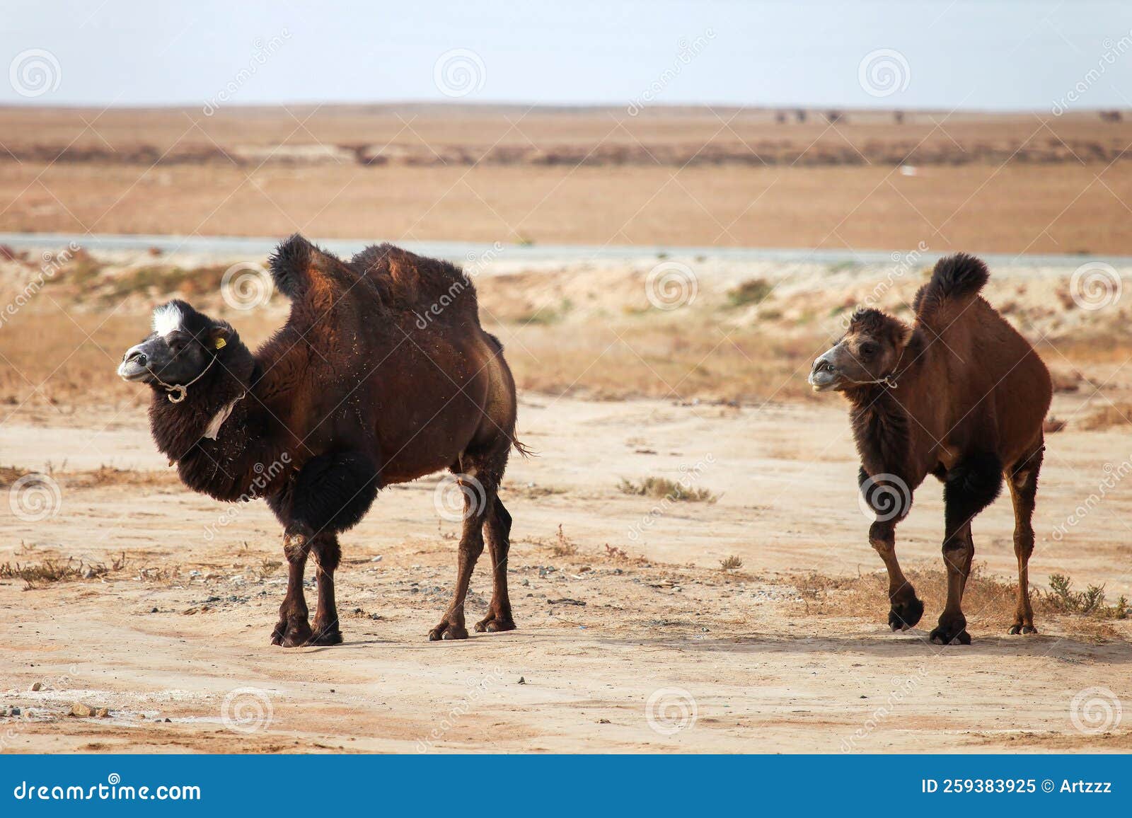 Camels stock image. Image of asian, fall, landscape - 259383925