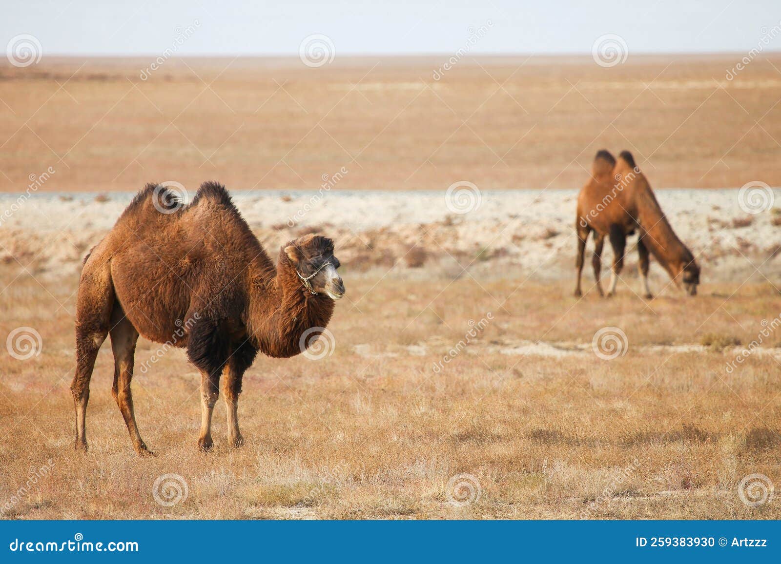 Camels stock photo. Image of arid, animals, autumn, asian - 259383930
