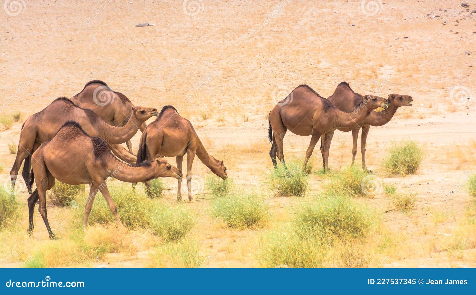 Camels view at Al Lith stock image. Image of saudi, life - 227537345