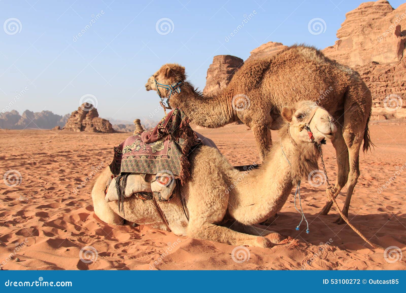 Camels in the Wadi Rum Desert, Jordan, at Sunset Stock Photo - Image of ...
