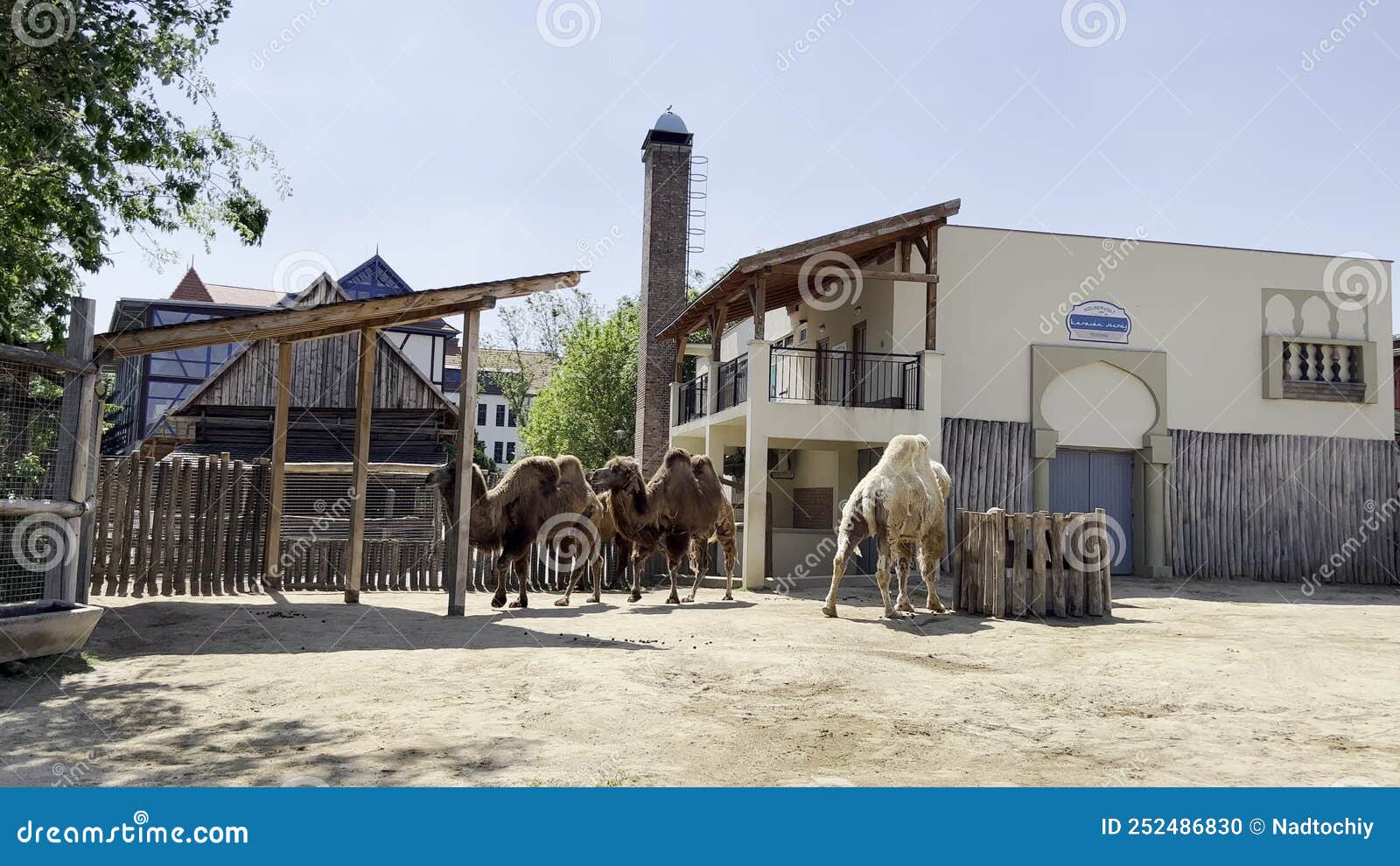 Camels Walk in the Zoo Enclosure Stock Footage - Video of animals ...