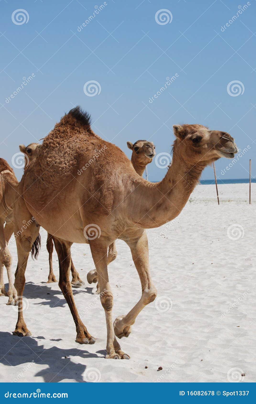 Camels Walking on the Beach Stock Photo - Image of oman, snout: 16082678