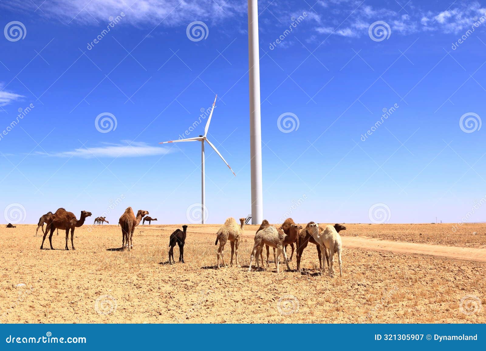 Camels on a Wind Farm in the Desert of Jordan, Middle East Stock Image ...
