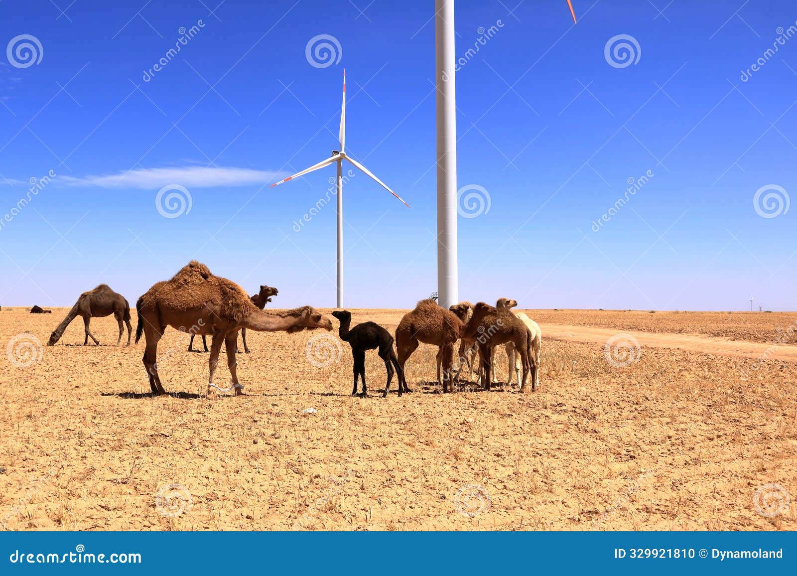 Camels on a Wind Farm in the Desert of Jordan, Middle East Stock Photo ...