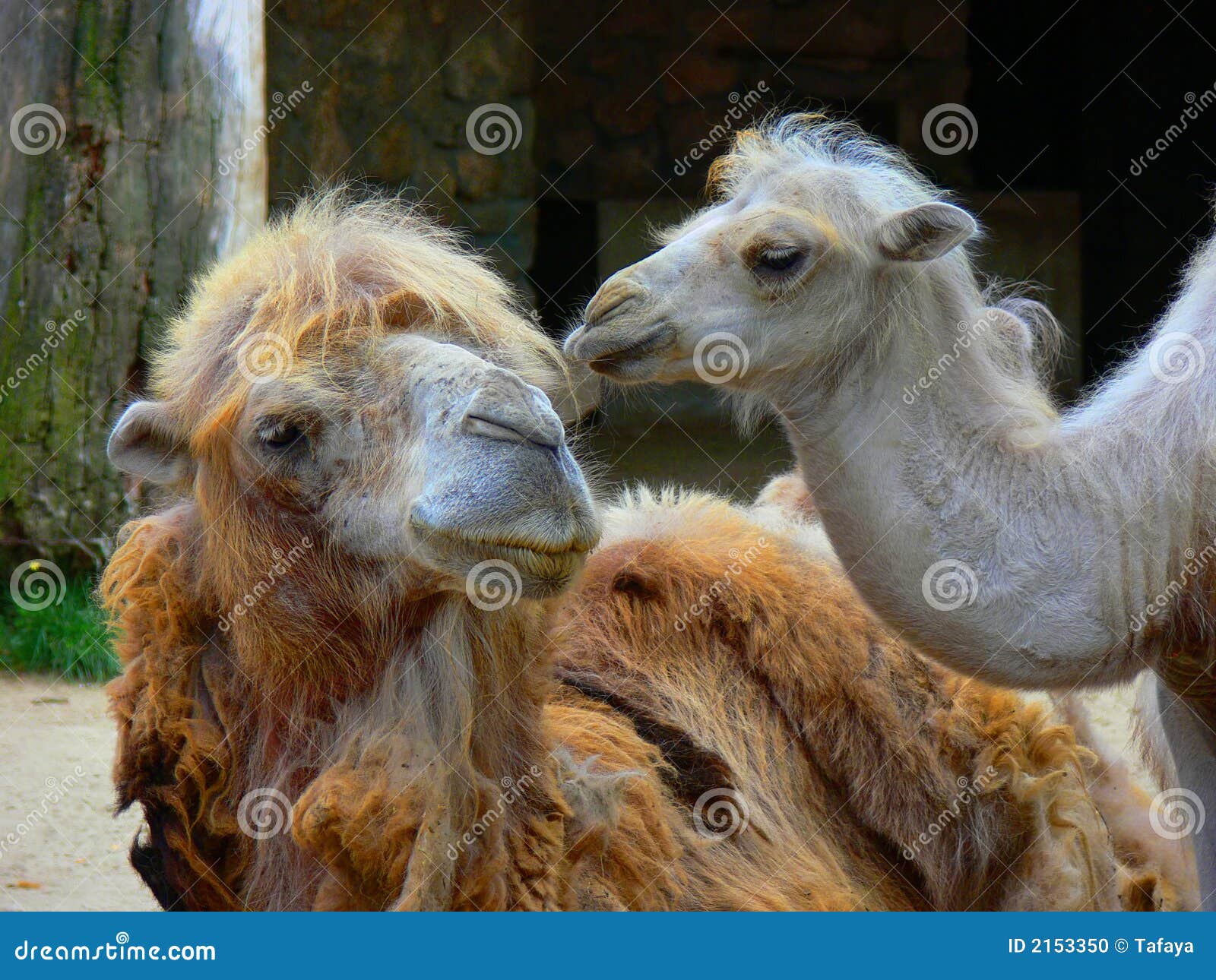 Camels in the Zoo stock photo. Image of camels, habitat - 2153350