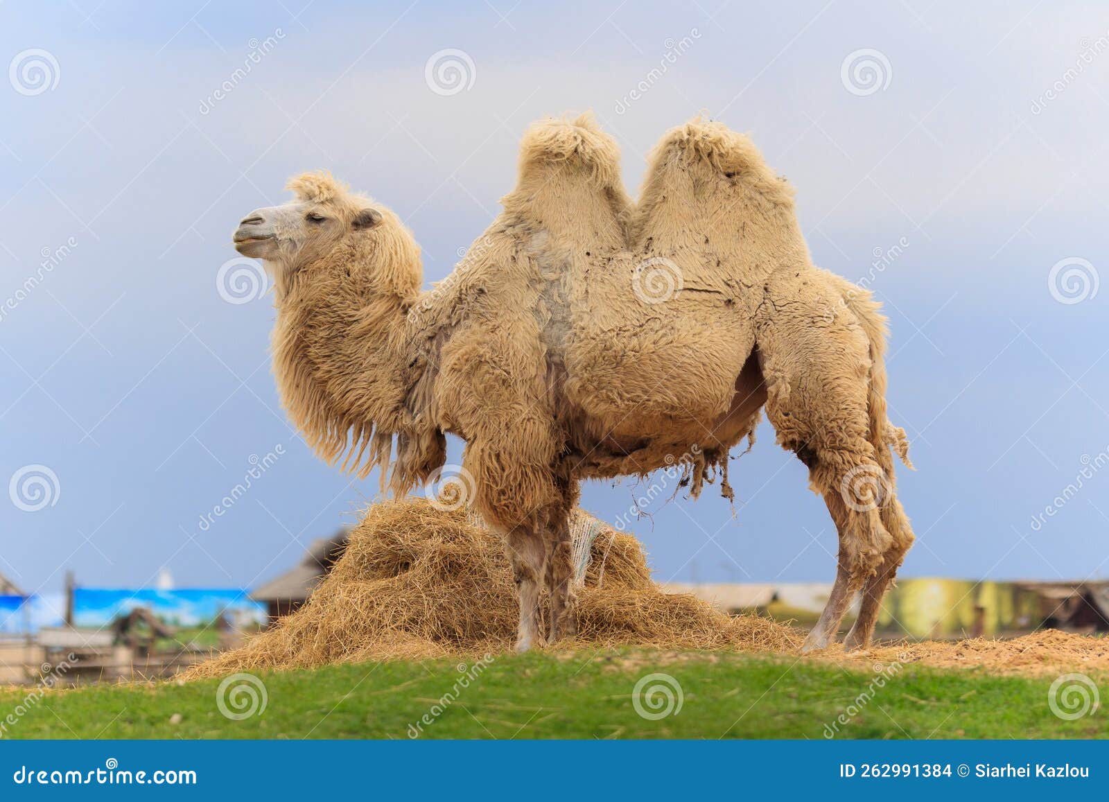 Camels in the Zoo on a Summer Day Stock Photo - Image of hair, farm ...