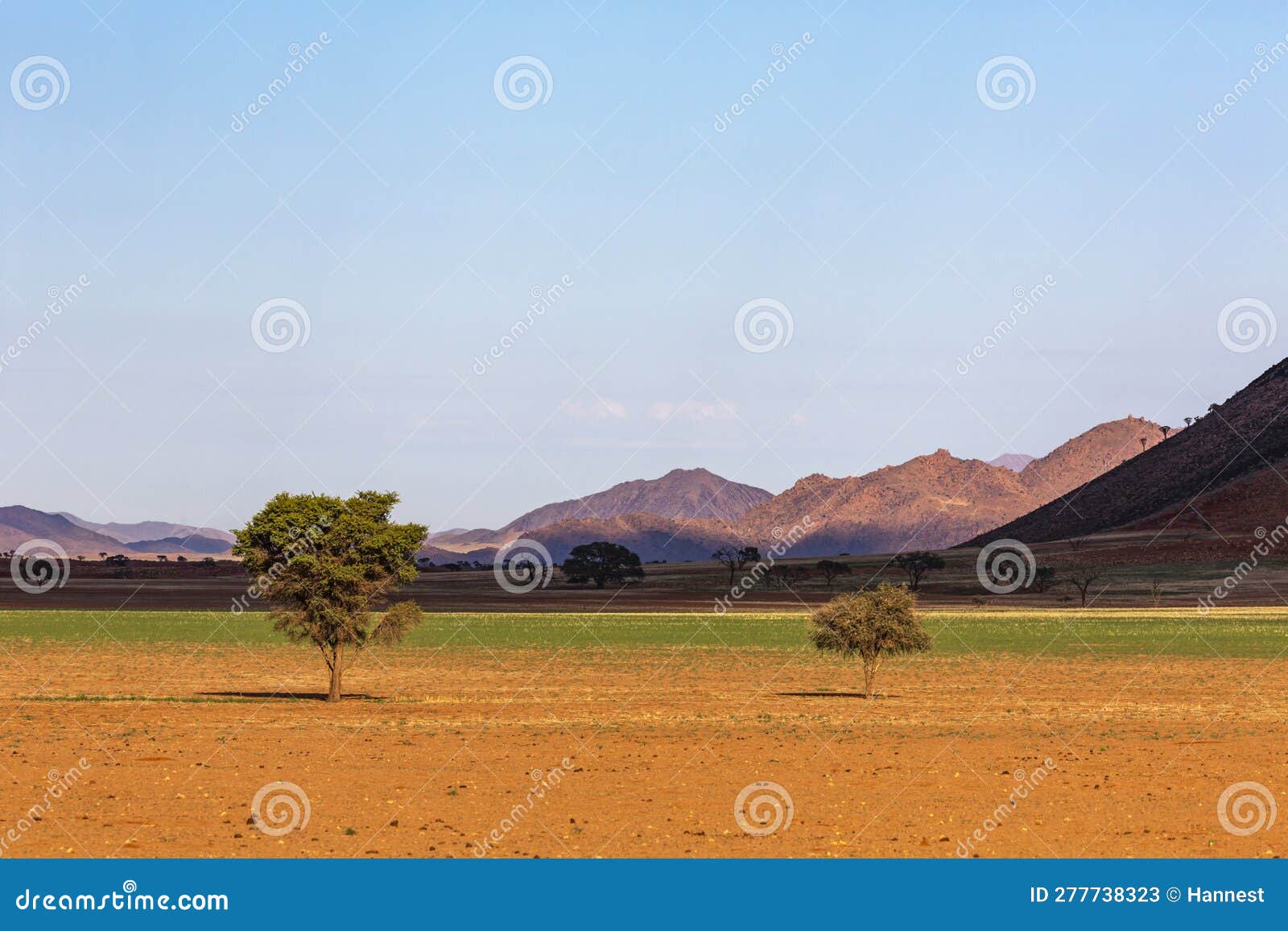 Camelthorn Trees and Green Grass in the Namib Stock Image - Image of ...