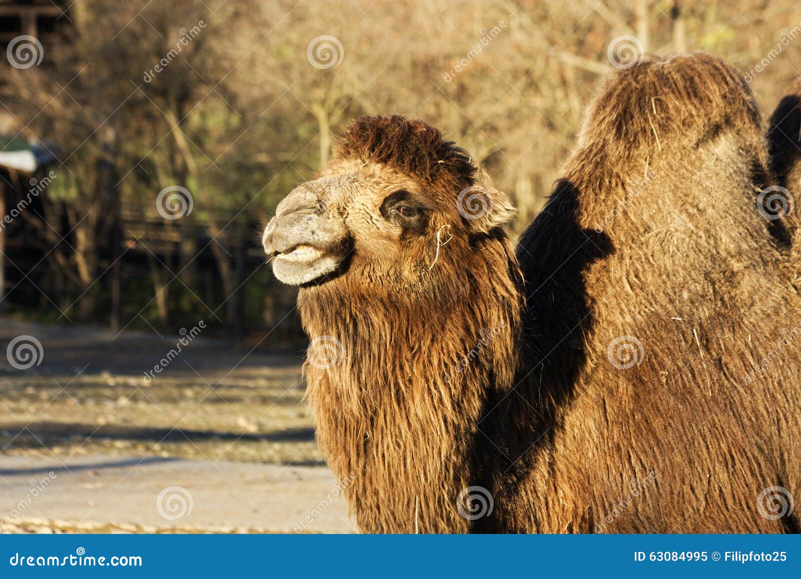 Camelus bactrianus stock image. Image of back, face, detail - 63084995