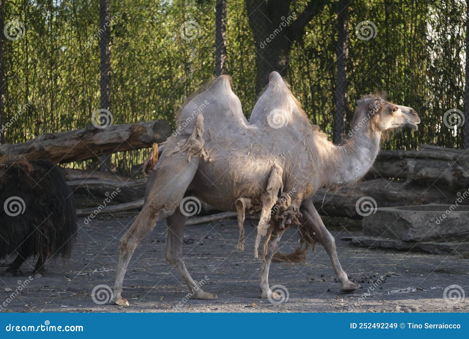 Camelus Bactrianus Camel in the Enclosure Stock Image - Image of ...