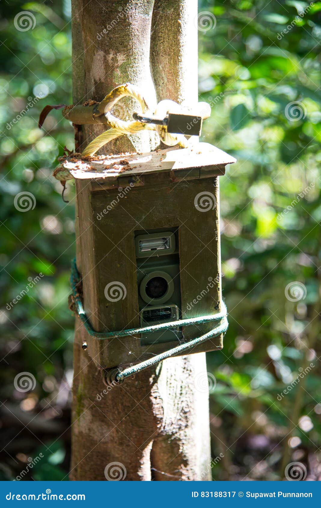 Camera Attached To a Tree, Used by Hunters To Spy Wild Animals, Stock ...